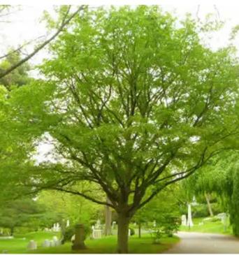 Blue Beech | Million Trees